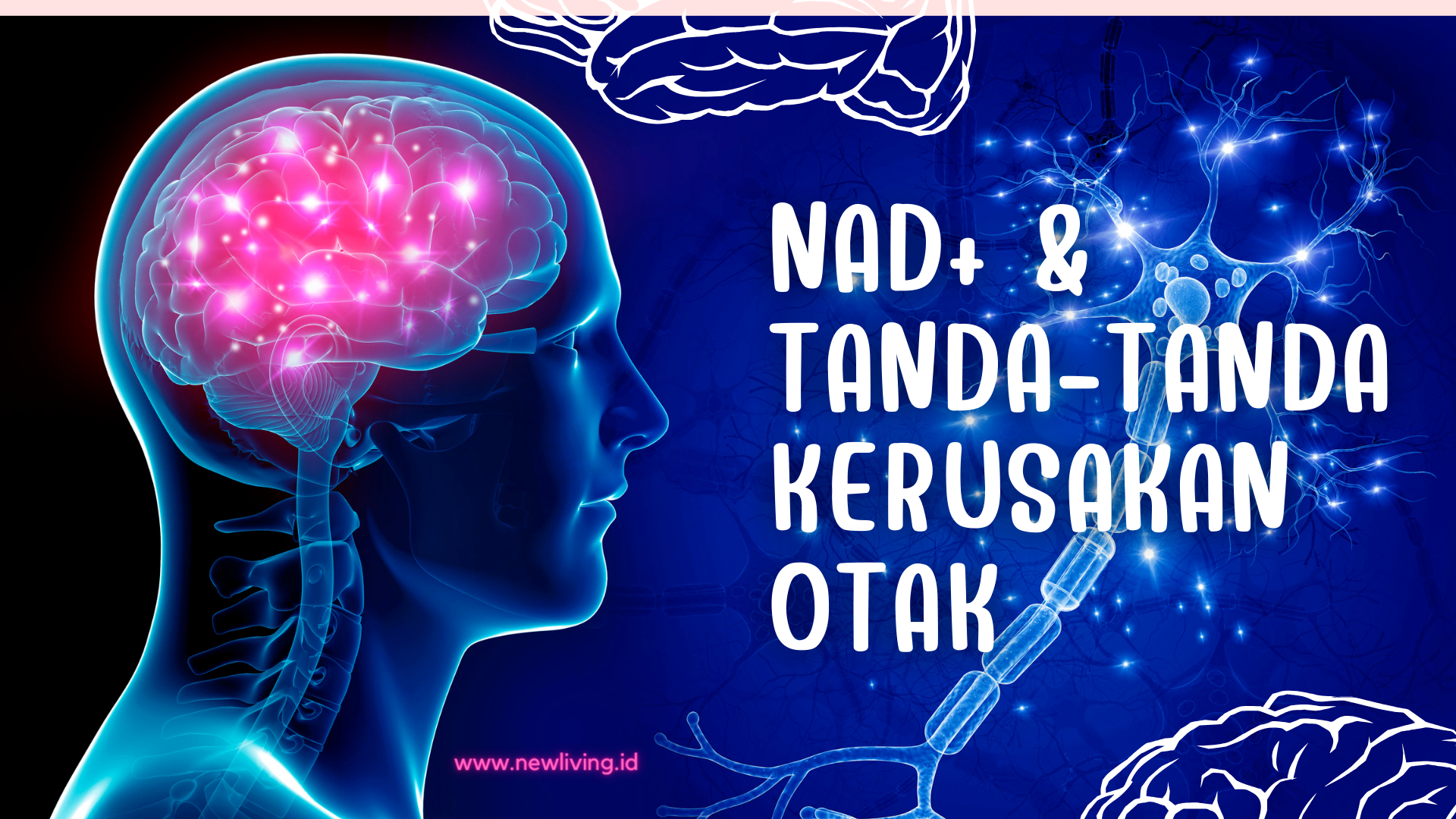 NAD+ dan Tanda-tanda Penurunan Fungsi Otak – NEWLIVING.ID